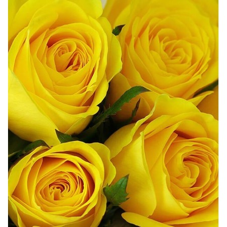 Highlight, Holland Rose